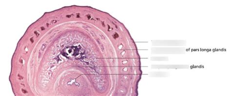 Diagram Of External Genitalia Quizlet