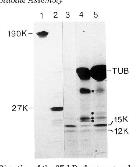 Microtubule Polymerization Process Semantic Scholar