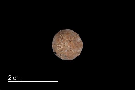 Nucleocrinus Venustus · Devonian Atlas Of Ancient Life