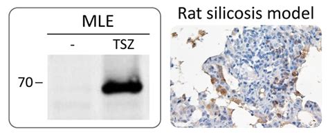 Arigo Biolaboratories Antibodies Antibody Duos Elisa