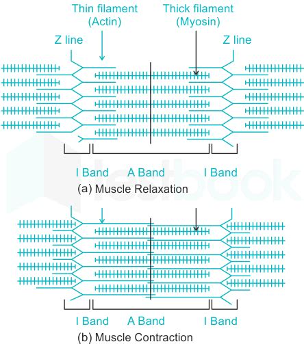 Sarcomere Contraction