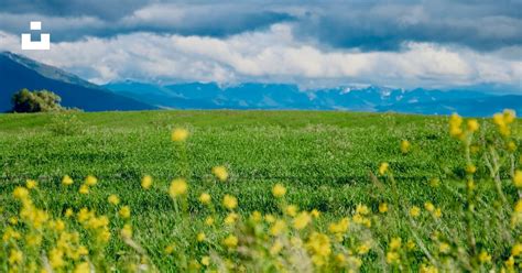 푸른 하늘 아래 노란 꽃밭과 낮에는 흰 구름 사진 Unsplash의 무료 플랫헤드 호수 이미지