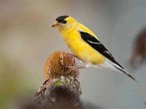 What Is The State Bird Of Washington And Why Birdfact