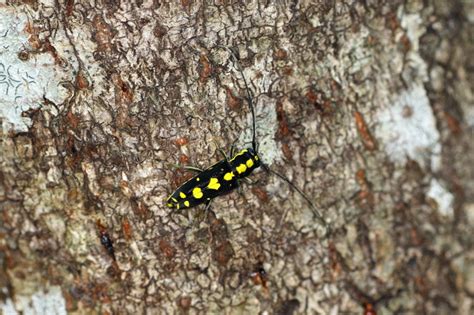 Insect Walk