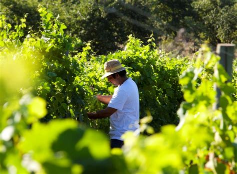 España A Las Puertas De Convertirse En El Primer Productor Mundial De