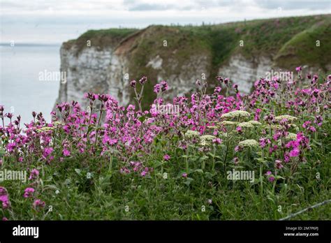 Bempton Cliffs Is A Nature Reserve At Bempton In The East Riding Of