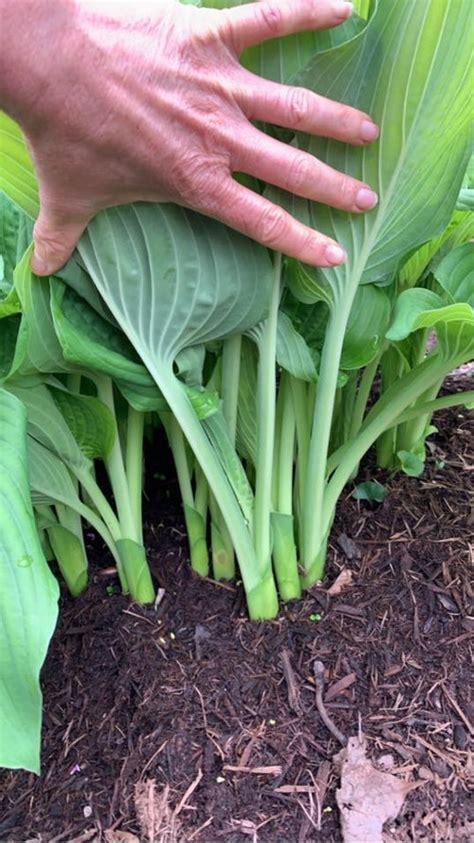 Hosta Identification 7