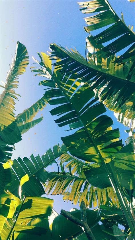 Banana Leaf Wallpapers Wallpaper Cave