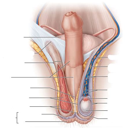 Spermatic Cord Diagram Quizlet