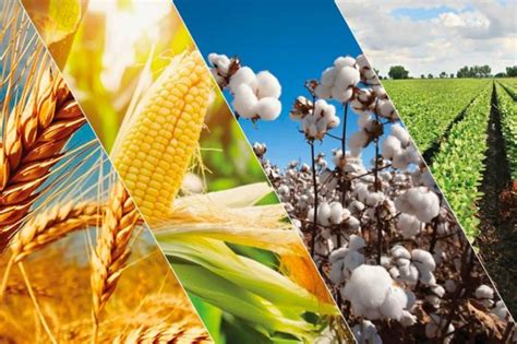 Nels Commodities Pty Ltd Nels Commodities Official Website