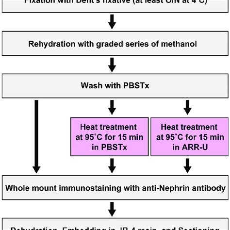 Antigen Retrieval Protocol For Dents Fixative Fixed Samples Heat