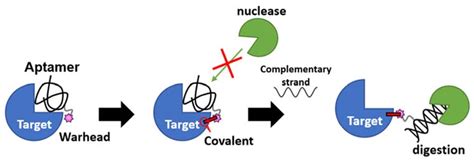 Biomolecular Targeted Covalent Inhibitors Encyclopedia Mdpi