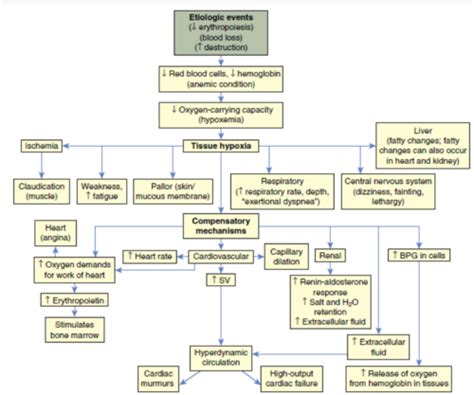 Blood Hematopoietic Tissues Part Flashcards Quizlet