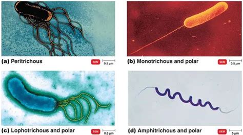 Flagella Structure Arrangement Function • Microbe Online
