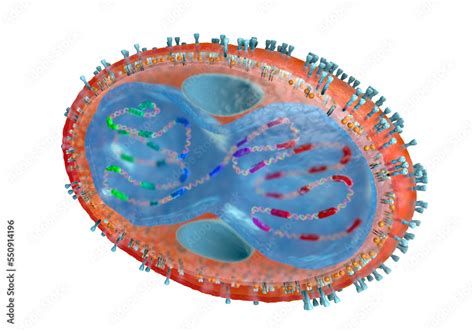 Cross Section Of A Smallpox Pathogen With Cell Membrane Nucleocapsid