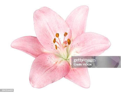 Lily Pattern Photos And Premium High Res Pictures Getty Images