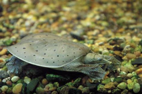 Spiny Softshell Guide New York Natural Heritage Program