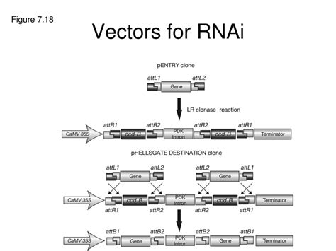 Ppt Lecture 11 Chapter 7 Vector Construction Ii Powerpoint