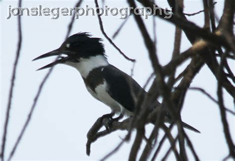 Northern Illinois Birder Belted Kingfishers Rock Cut State Park Il