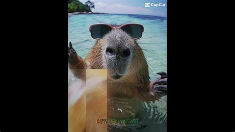 Diva💅capybara Youtube