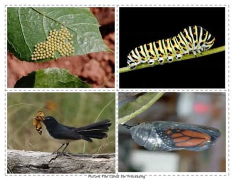 Butterfly Pictorial Input Chart By Glad For Learning Tpt