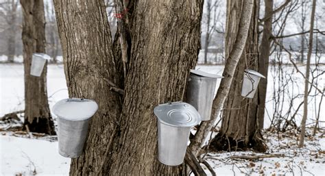 Maple Syrup Farms In Rochester Rochester Mom Collective