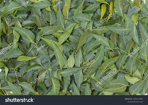Neem Tree Leaves