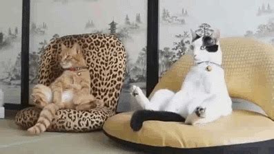 Рыжий, расслабься... | Пикабу