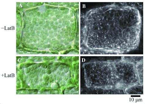 Effects Of Latb On The Distribution Of Chloroplasts And The