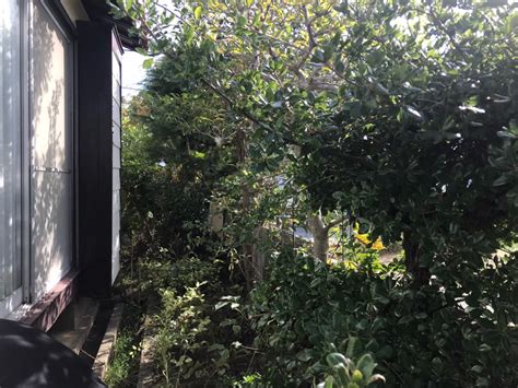 マツ剪定作業 ブログ記事 oh 庭ya おにわや神戸垂水店