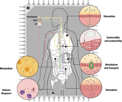 A General Scheme Of Areas Of 3d Cell Culture Systems In Development