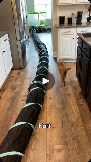526K Views 97K Reactions CRAZIEST THING IVE EVER DONE Cats Kurt