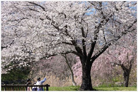 柳ケ瀬公園にて その1 Masaの写真部屋 Ⅳ