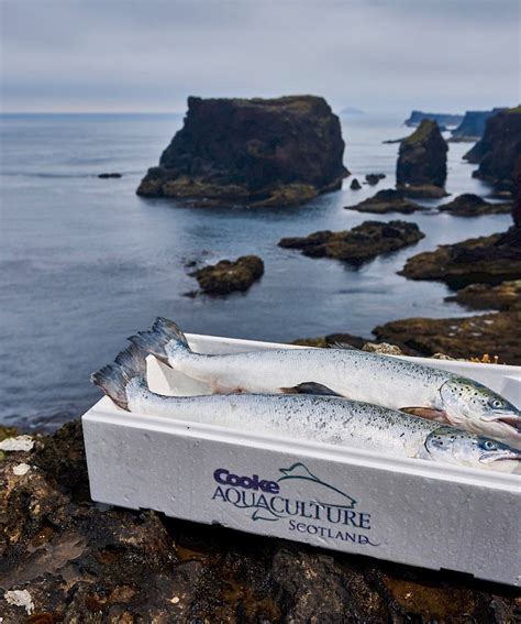 Laura Burden And Her Career At Sea Tall Ships Races Lerwick