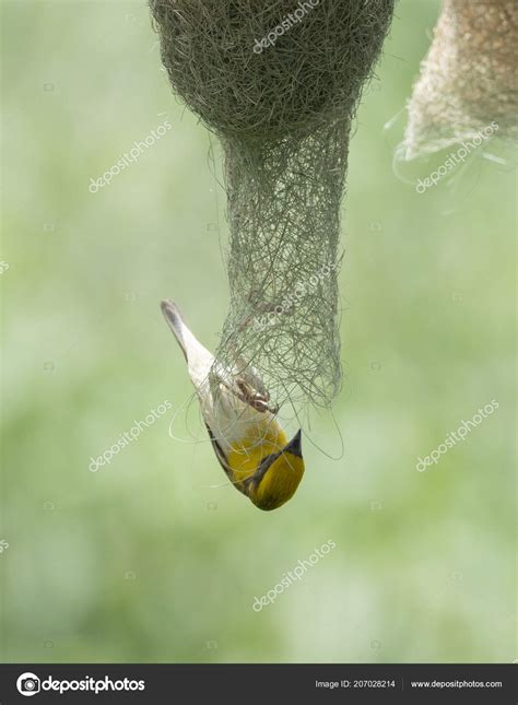 Tejedor Baya Ploceus Philippinus Con Nido fotografía de stock