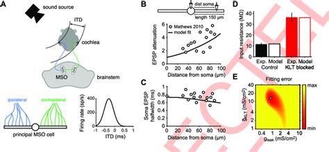 Processing Of Itds By Mso Cells And Fitting The Membrane Properties Of