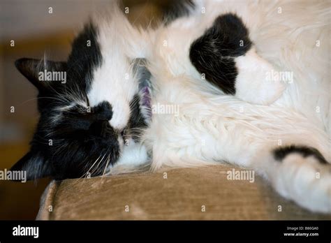Black And White Long Haired Cat Asleep On Sofa Scrunching Up Face Stock