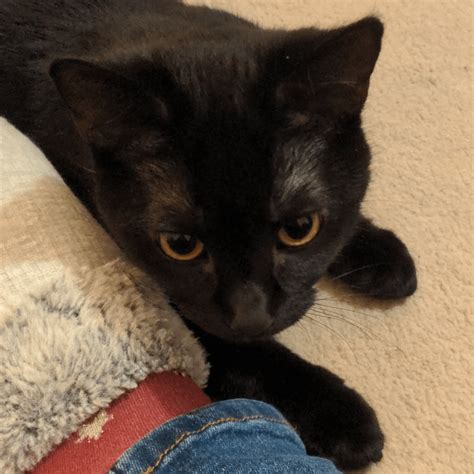 Kitty Super Hyper After Anaesthetic Rcats