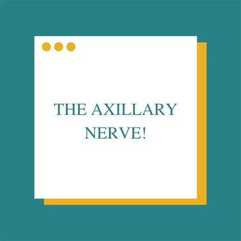 Bridge House Clinic The Axillary Nerve Its A Key Player In Our Body