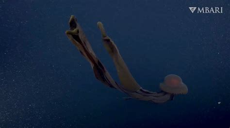 Rare Giant Phantom Jellyfish Captured On Video From 3 200 Feet Below
