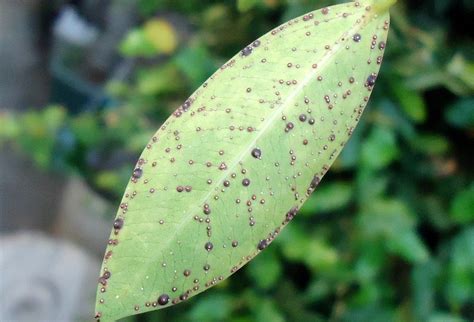 Common Ficus Problems