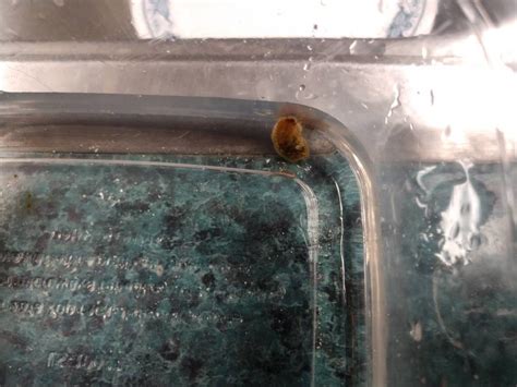 Is This A Stomatella Snail Reef2reef Saltwater And Reef Aquarium Forum