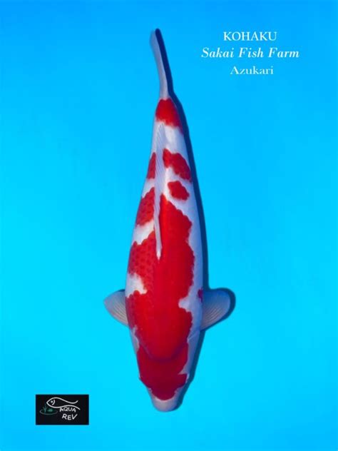 Carpe Koi Kohaku Sakai Fish Farm Aqua Rev Koi Et Bassin