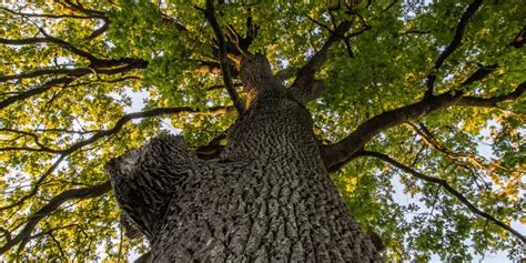 Oak Tree Vs Maple Tree Unveiling The Ultimate Showdown Wood Working Advisor