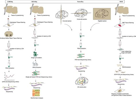 Frontiers Application Of Spatial Transcriptome Technologies To