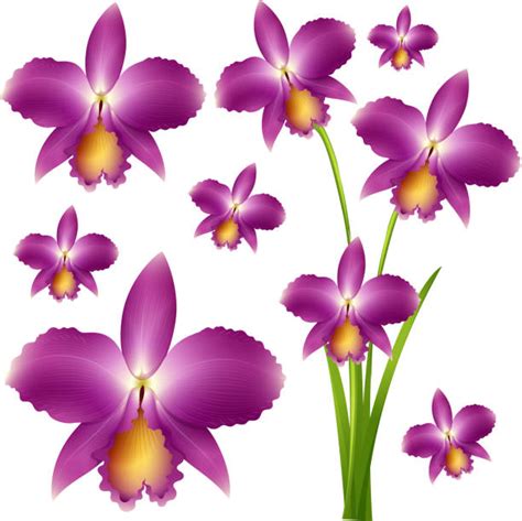 120 Purple And White Orchid Clip Art Illustrations Royalty Free