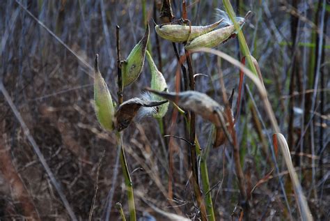Milkweed Reed Grass Riverside Free Photo On Pixabay