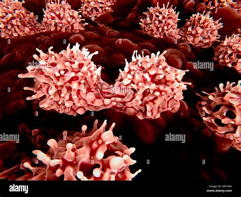 Stem Cells Illustration Of Bone Marrow Stem Cells Dividing Bone