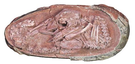 A Fossilized Dinosaur Embryo Shows A Link To Modern Birds Npr