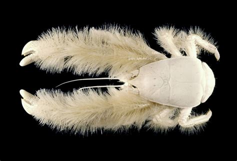White Crabs Hydrothermal Vents